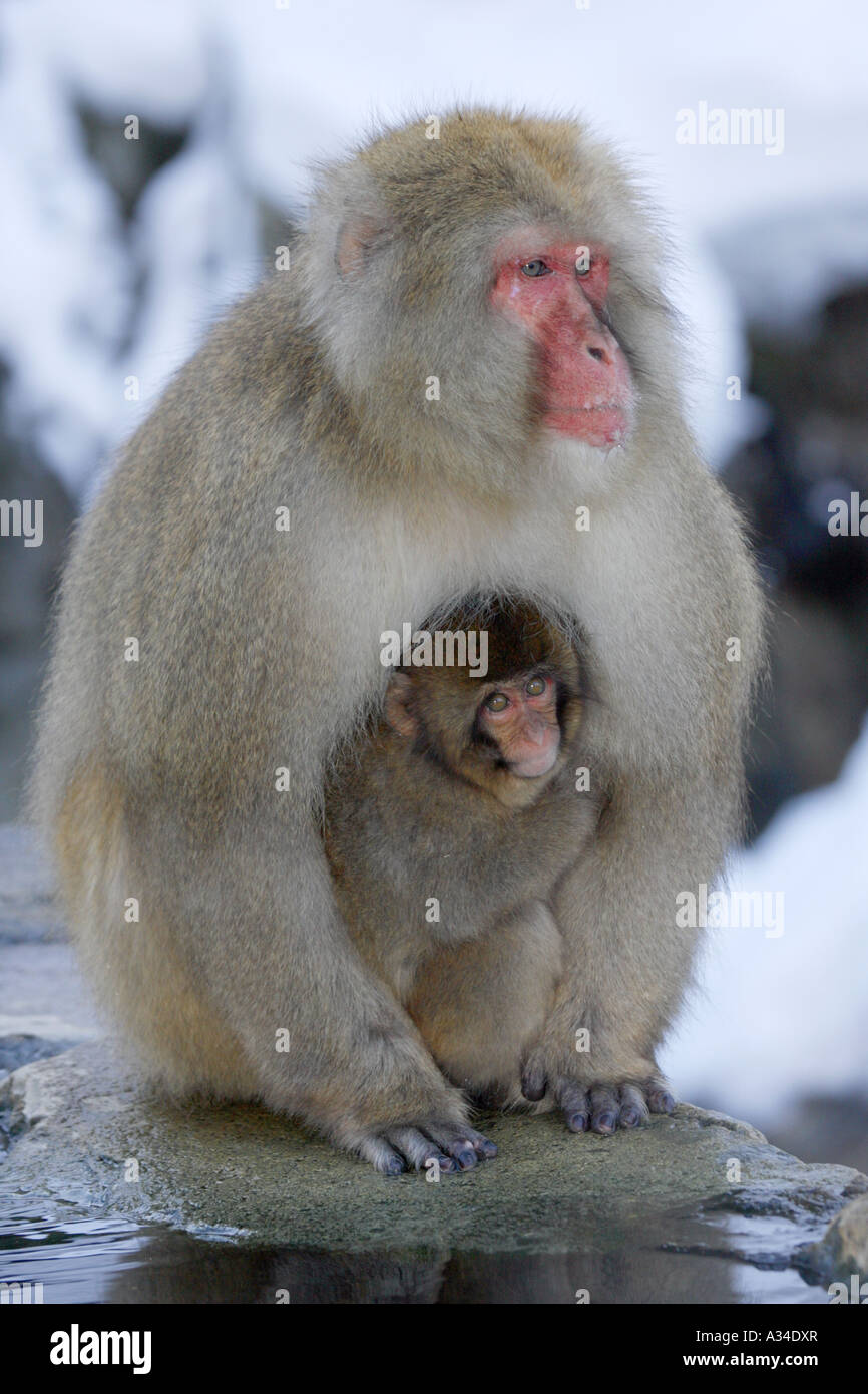 Snow monkey mom and youngster Stock Photo - Alamy