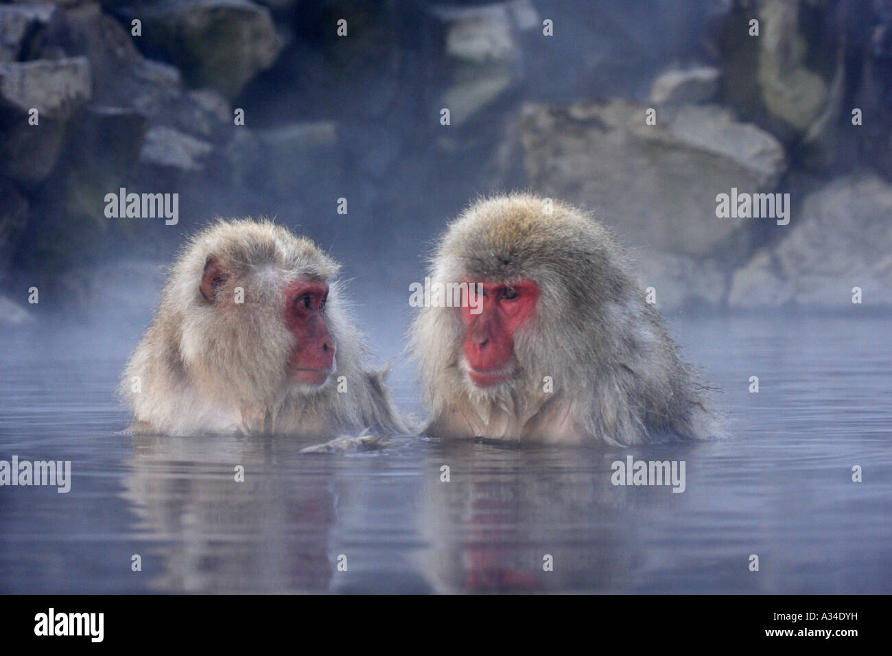 Two snow monkeys in spa Stock Photo - Alamy
