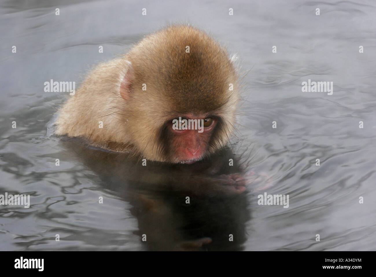 Young snow monkey in water Stock Photo - Alamy