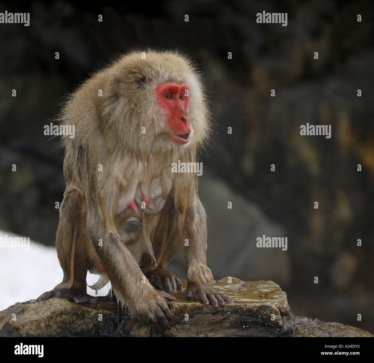 Angry snow monkey hi-res stock photography and images - Alamy