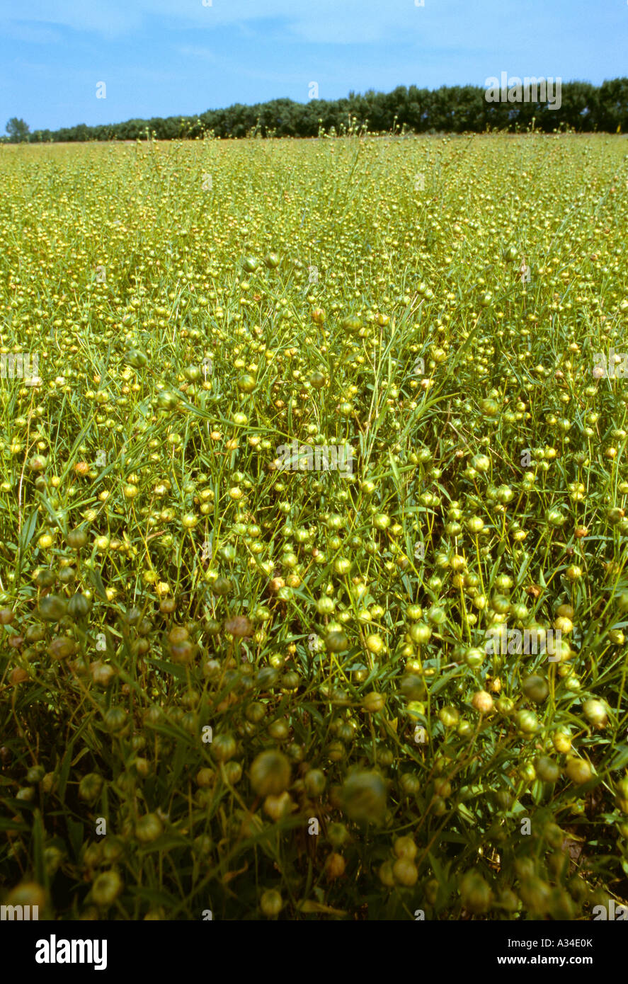 Agriculture - Maturing flax plants after the bloom stage has finished ...