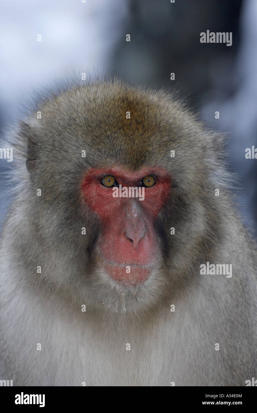 Snow monkey portrait Stock Photo - Alamy