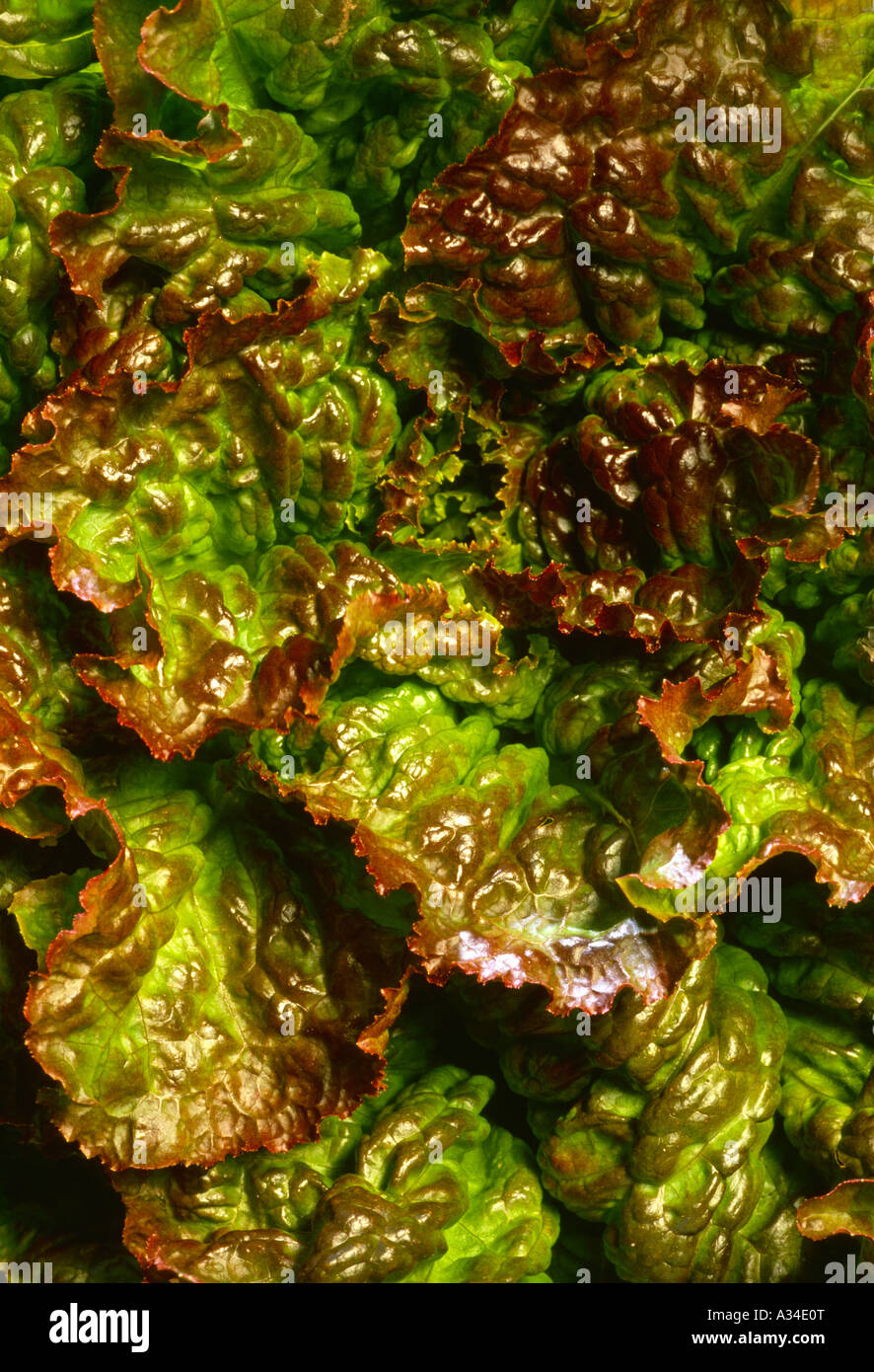 Food Closeups High Resolution Stock Photography and Images - Alamy