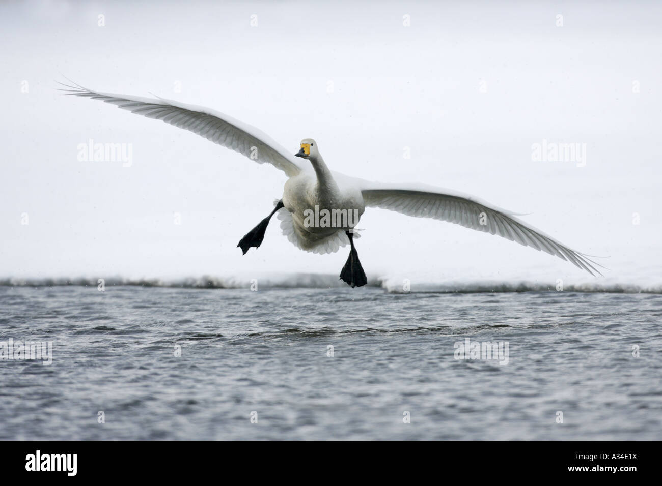 Whooper swan landing Stock Photo - Alamy