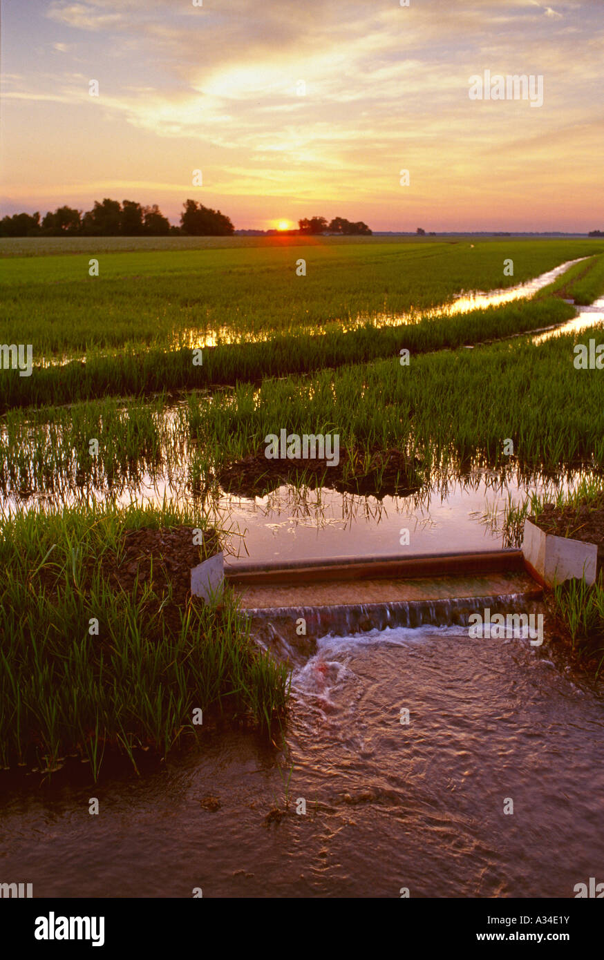 Mid growth rice in a flooded (irrigated) field at sunset with water ...