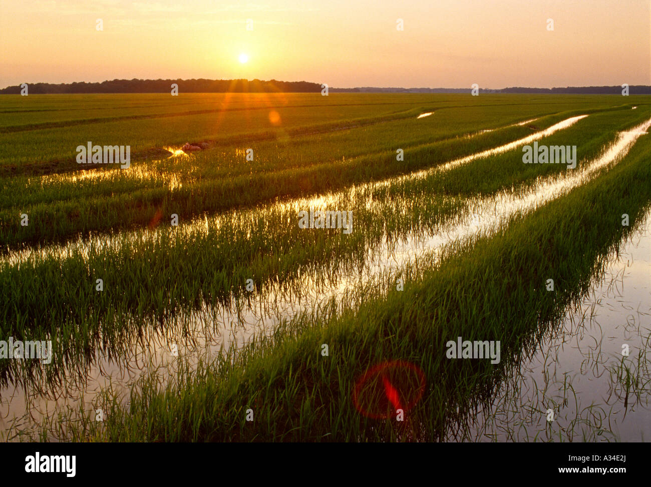 Watered rice field hi-res stock photography and images - Alamy