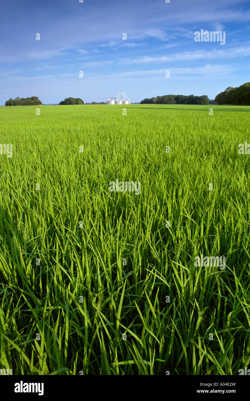 Arkansas rice fields hi-res stock photography and images - Alamy