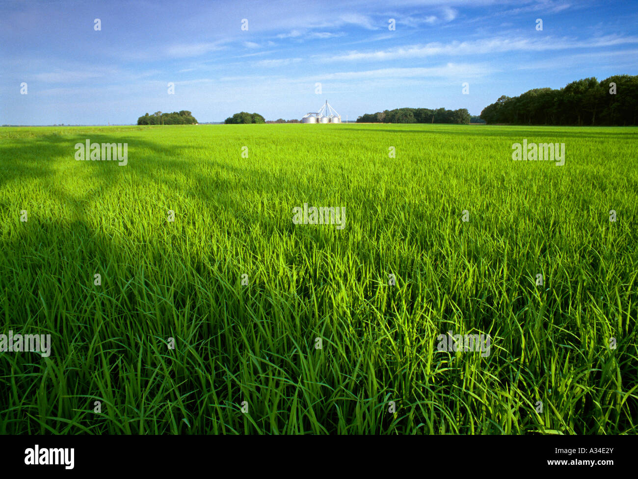 Agriculture - Closeup view of mid growth rice in a field with grain ...