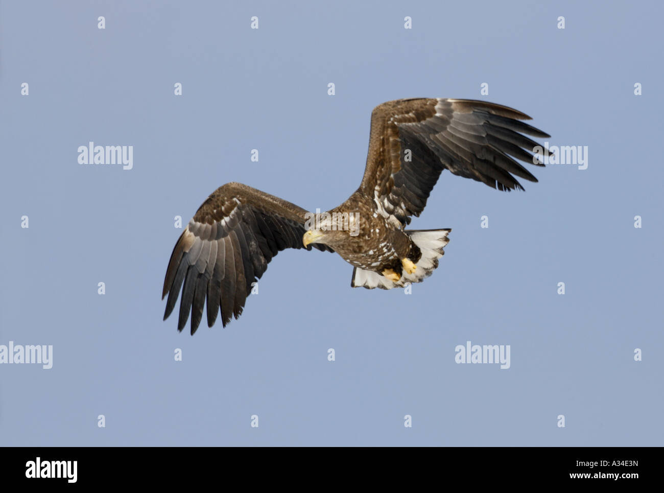 White tailed eagle in flight Stock Photo - Alamy