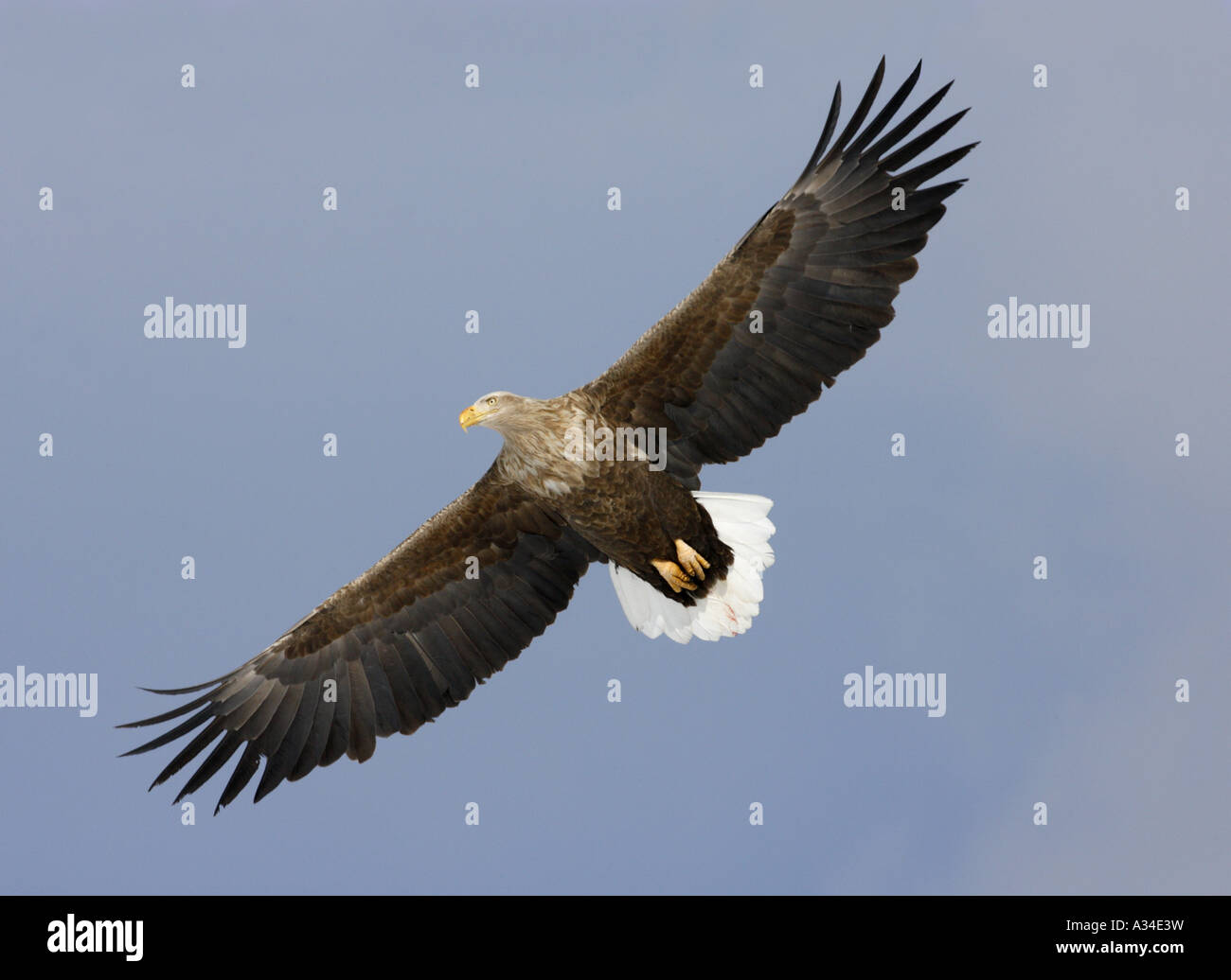 Flared wings hi-res stock photography and images - Alamy