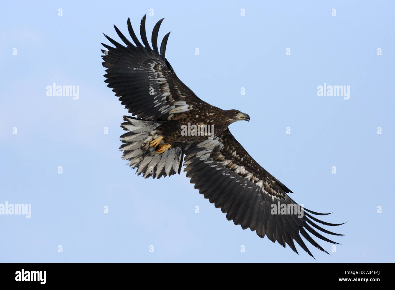 White tailed eagle in flight Stock Photo - Alamy