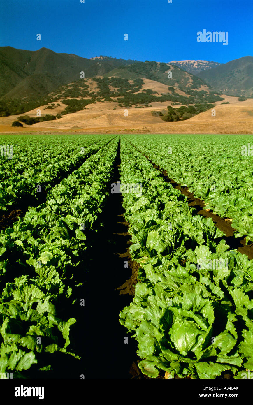 Agriculture - Field of Iceberg lettuce in mid summer with the Coast ...