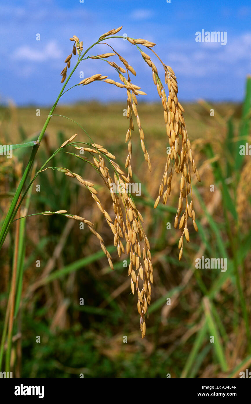 Agriculture - A mature head of rice at harvest stage with the field in ...