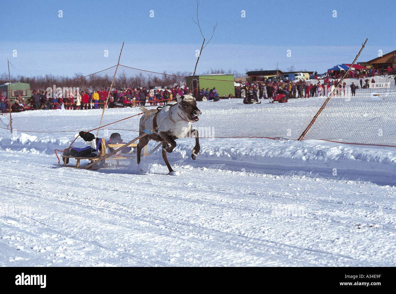 Reindeer racing norway hi-res stock photography and images - Alamy