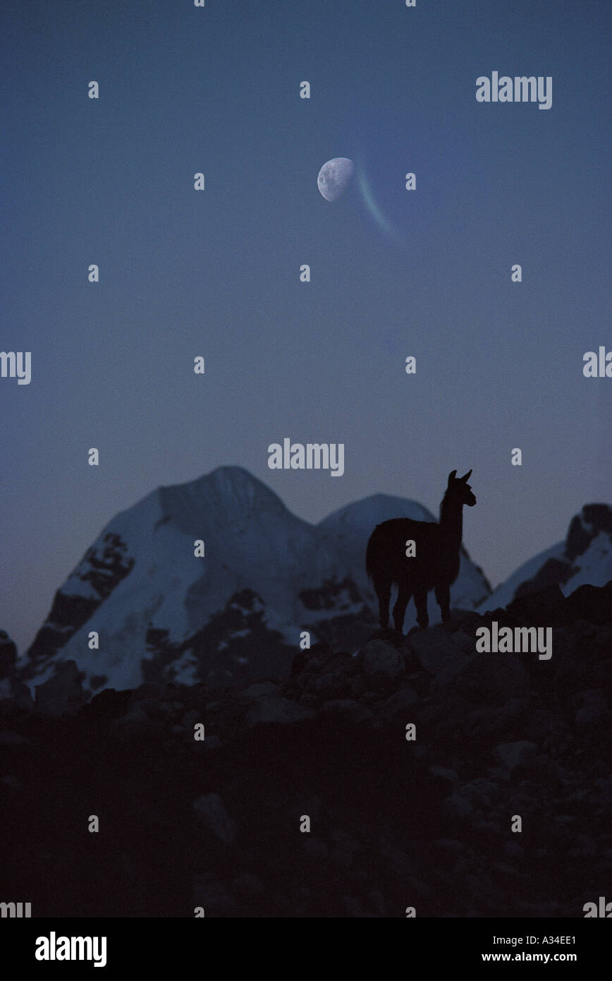 Ruara hi-res stock photography and images - Alamy