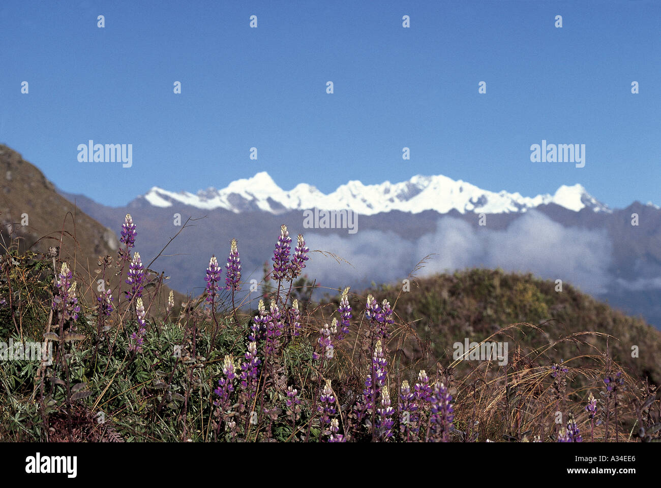 Wild puma peru hi-res stock photography and images - Alamy