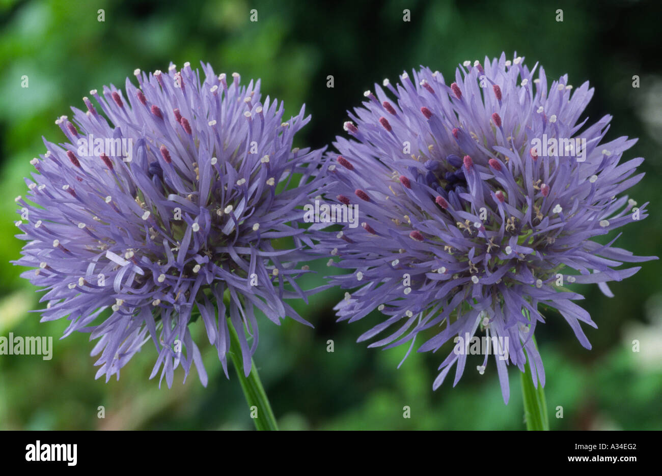 Jasione laevis 'Blaulicht'. syn. Blue Light. Sheep's bit scabious ...