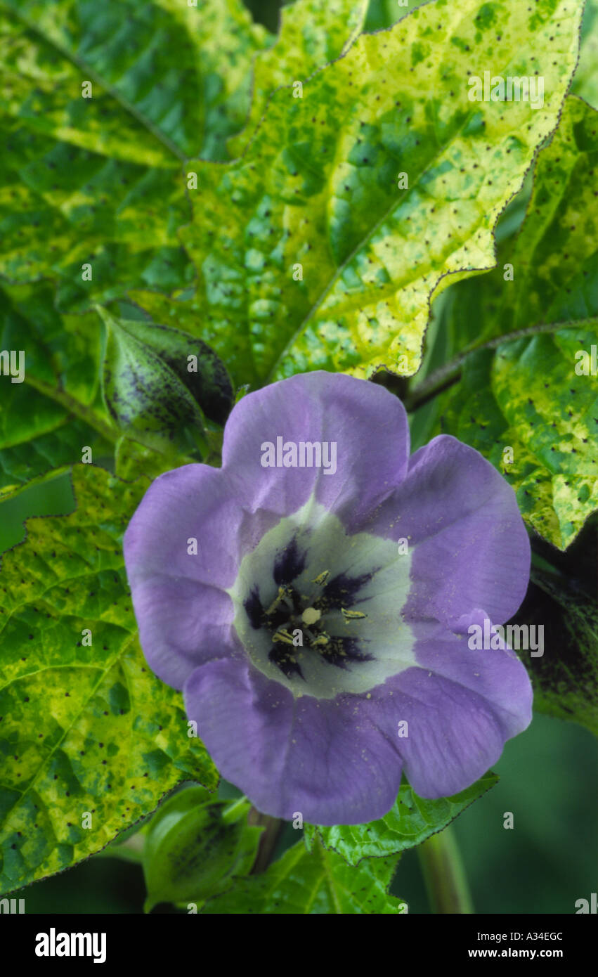 Variegated leaf leaves plant plants blue flower flowers hi-res stock ...