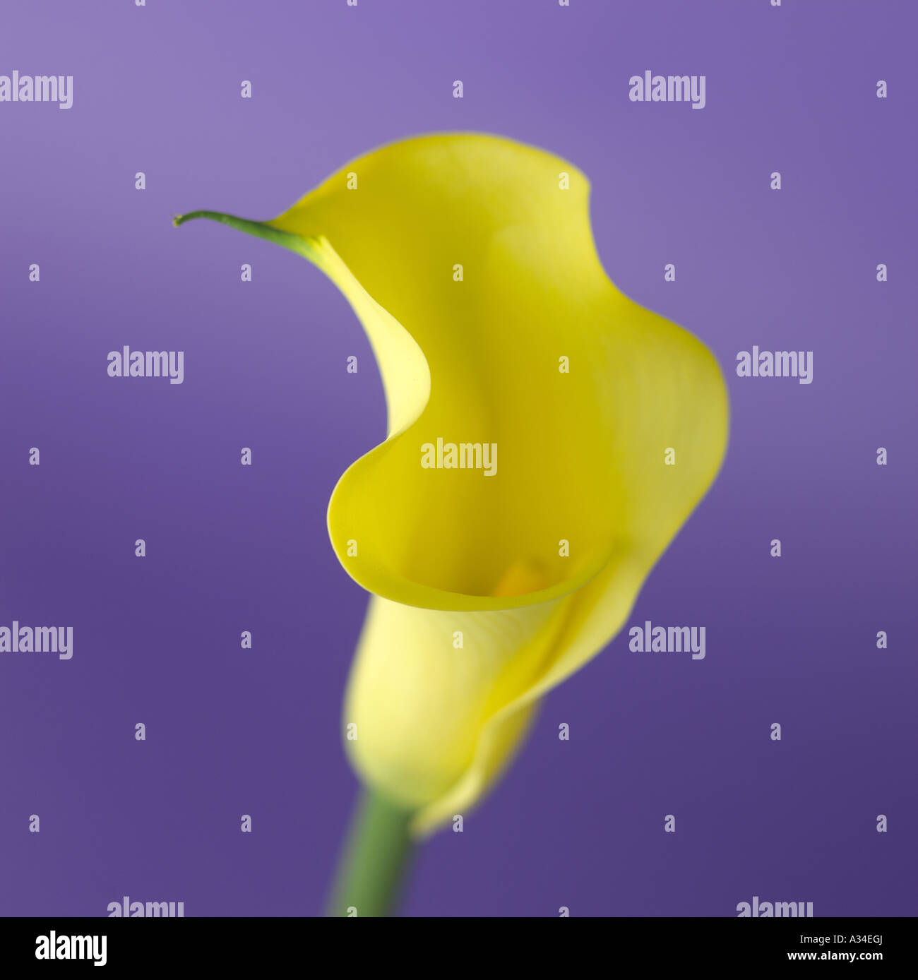 flower cala lily contemporary Stock Photo - Alamy