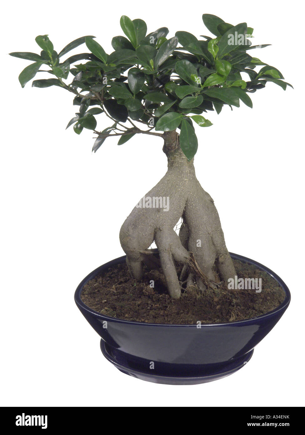 Ficus Ginseng, bonsaitree Stock Photo - Alamy