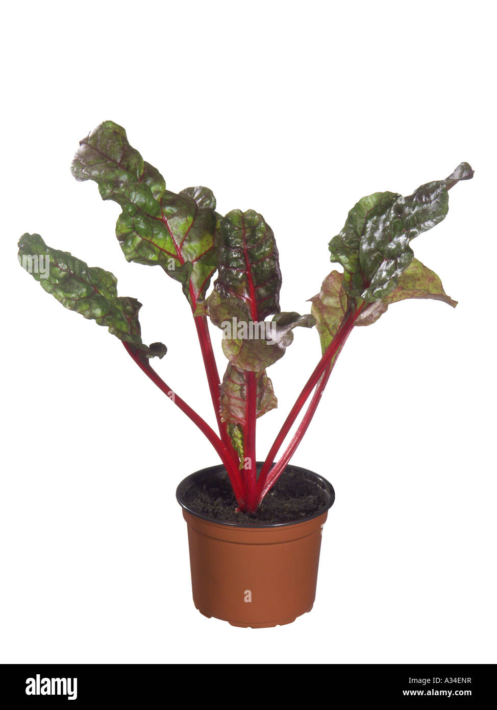 Mangel beta vulgaris var Cut Out Stock Images & Pictures - Alamy