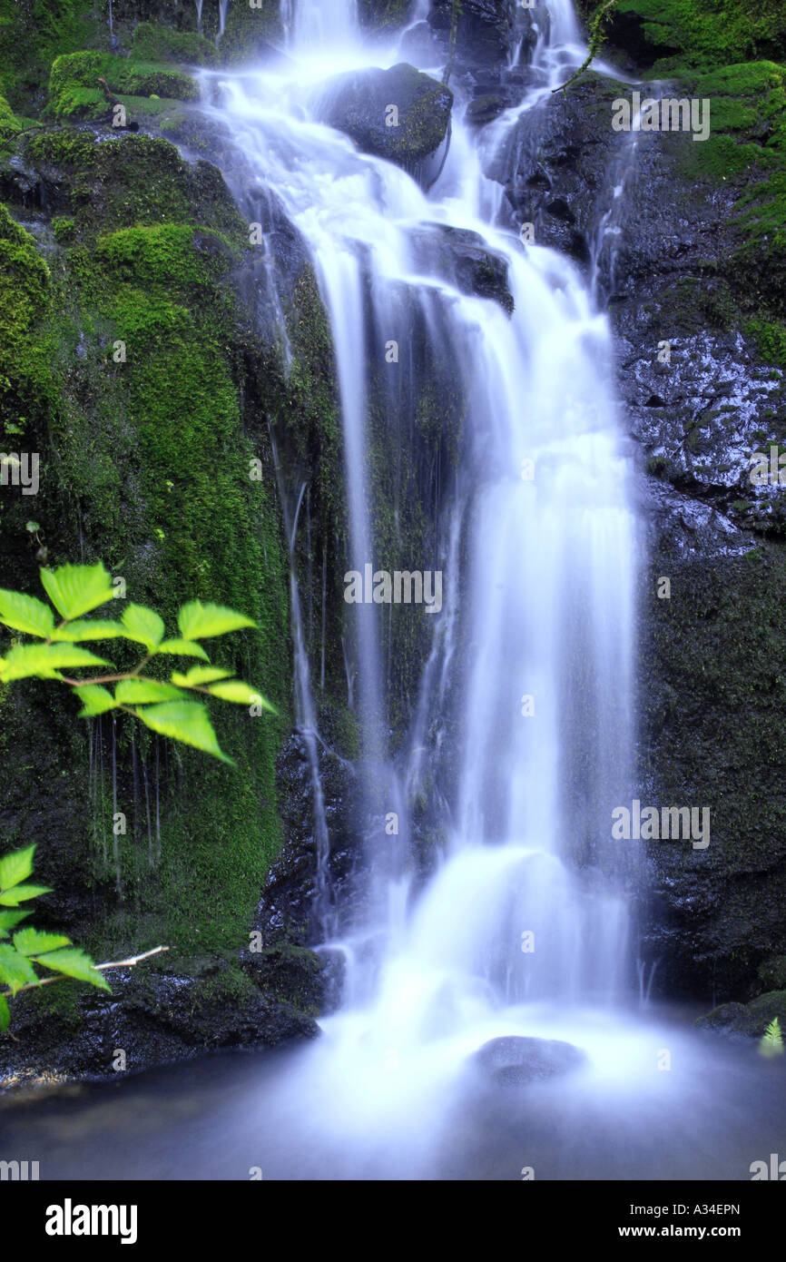 waterfall in subtropical rain forest, USA, Washington, Olympic National ...