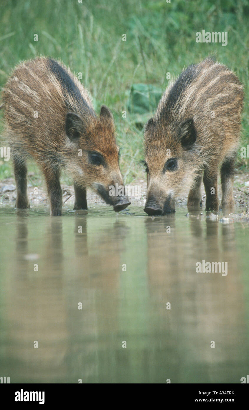 wild boar, pig (Sus scrofa), piglets drinking with reflection, mirror ...