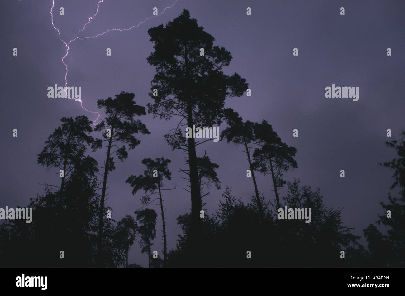 Night landscape pine forests hi-res stock photography and images - Alamy