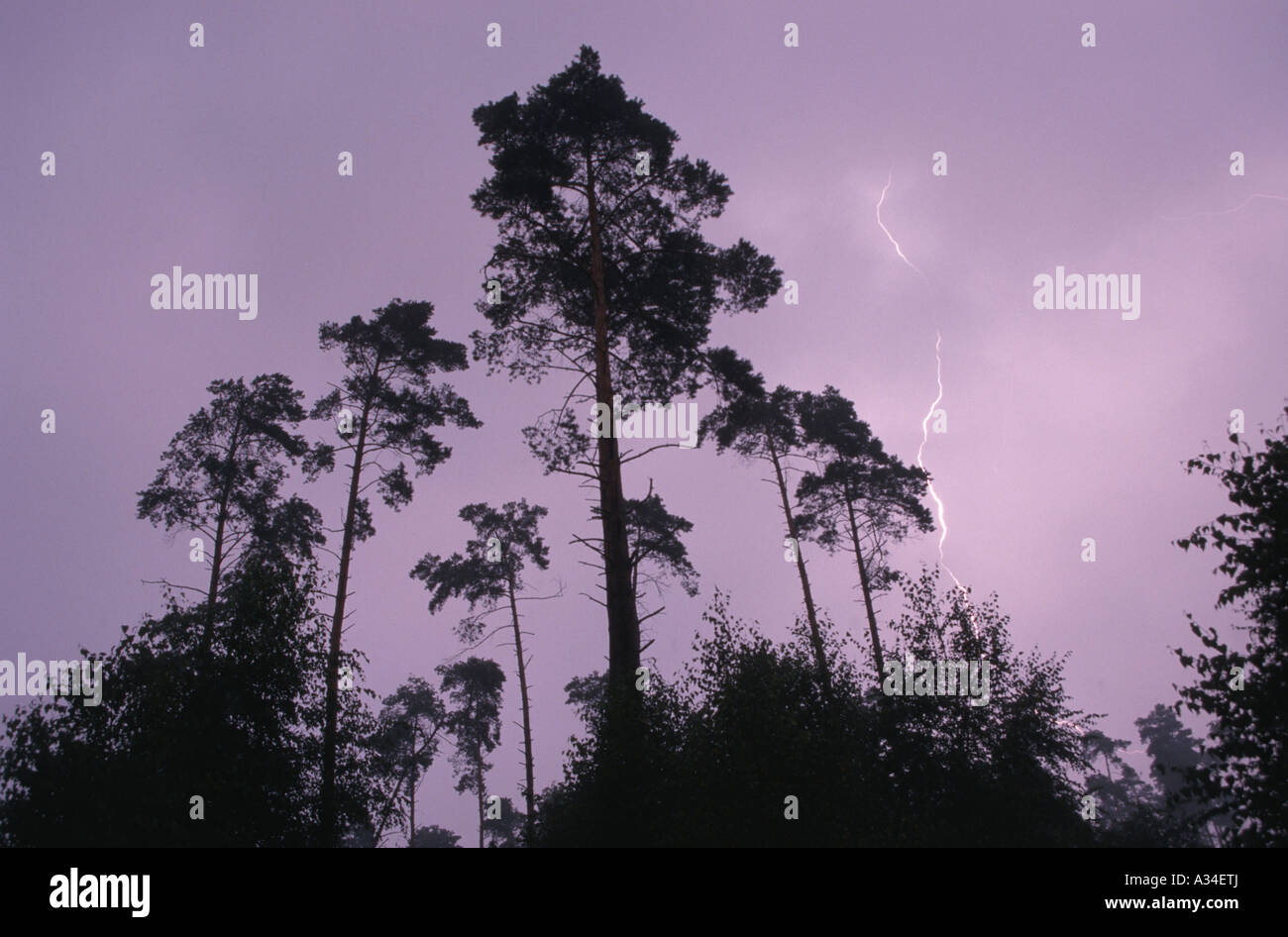thunderstorm over Scots Pine forest Stock Photo - Alamy