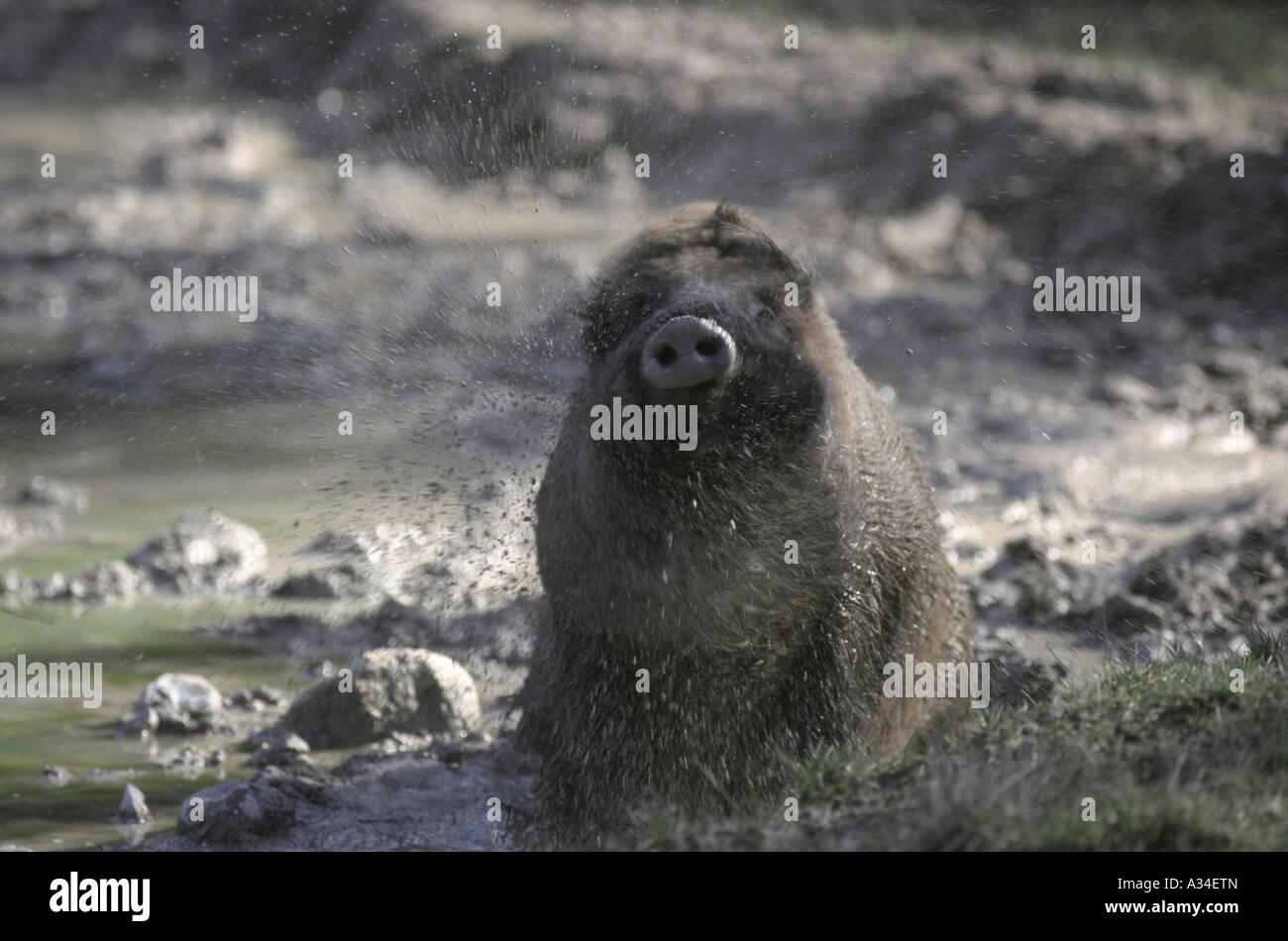 wild boar, pig (Sus scrofa), in mud-bath, Germany Stock Photo - Alamy