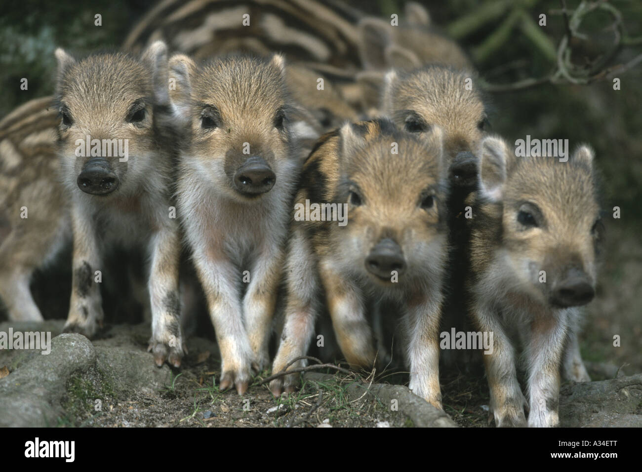 wild boar, pig (Sus scrofa), snoopy piglets, Germany Stock Photo - Alamy
