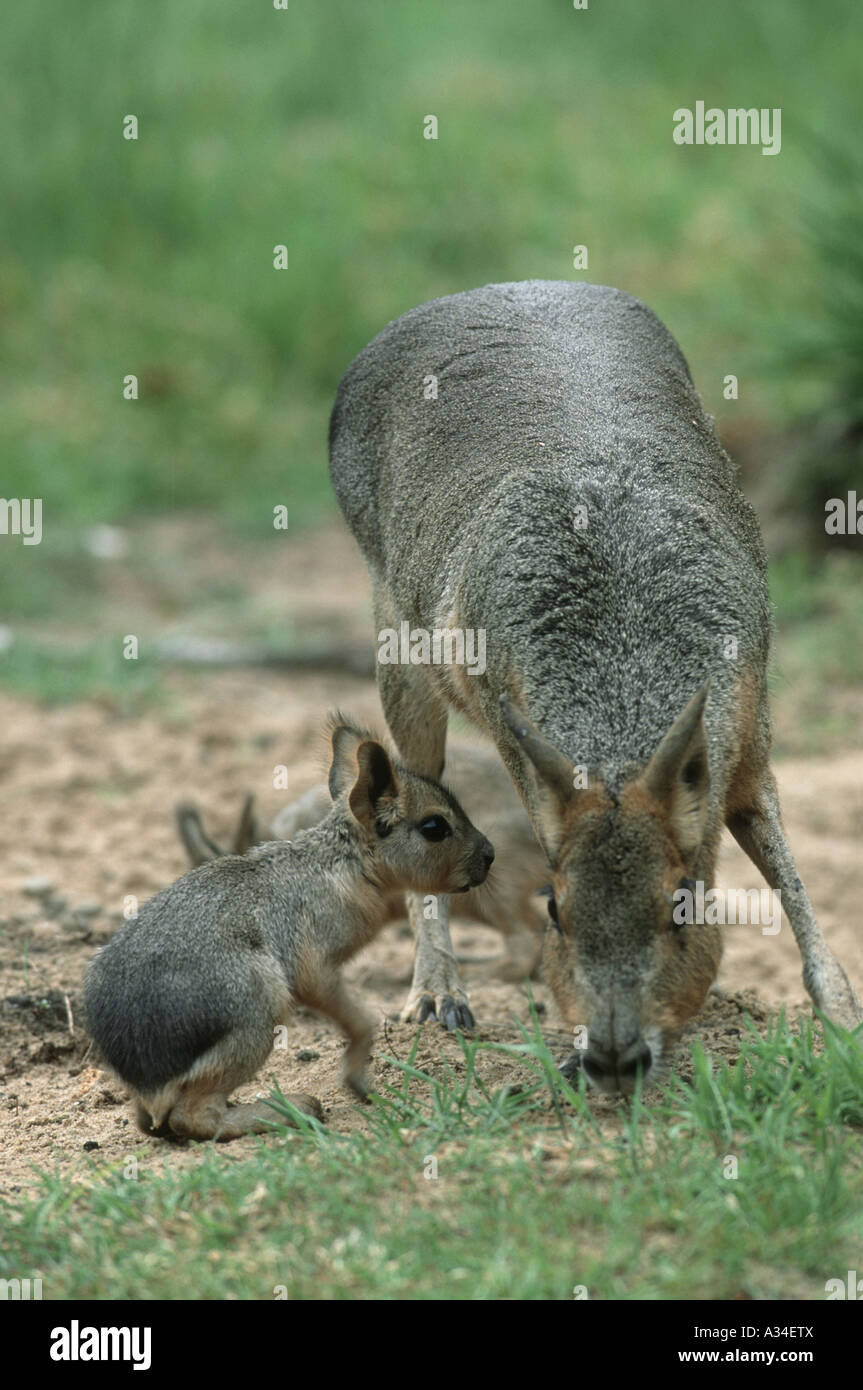 Patagonian Cavy Babies Tri Colored