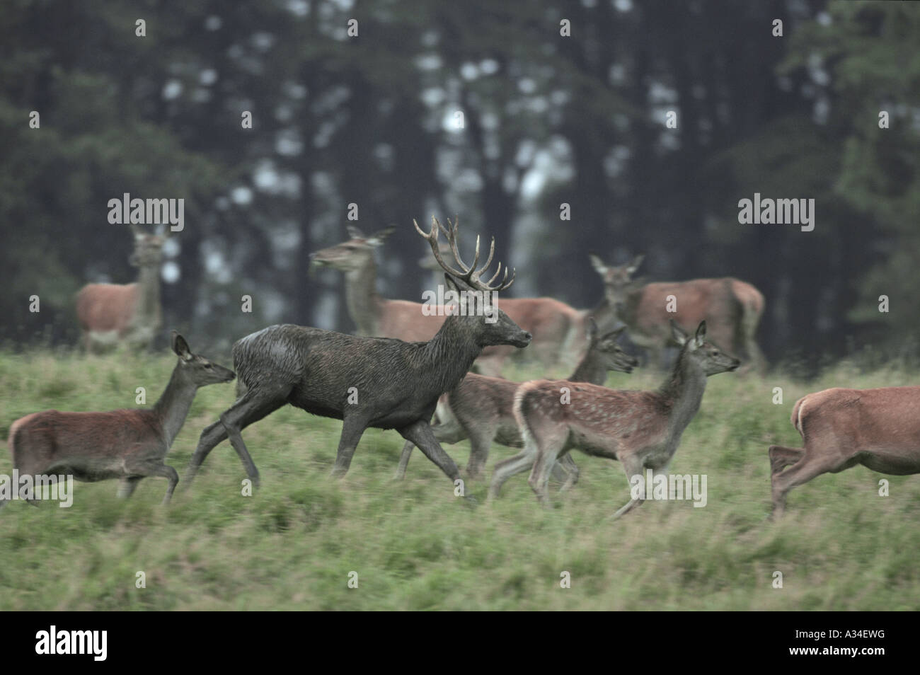 Pack fleeing hi-res stock photography and images - Alamy