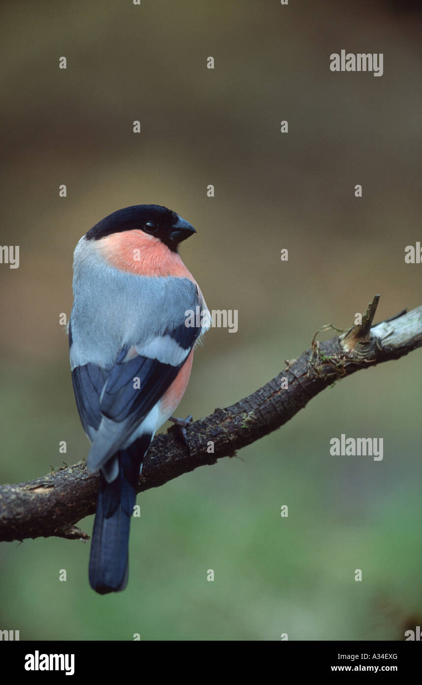 bullfinch, Eurasian bullfinch, northern bullfinch (Pyrrhula pyrrhula ...