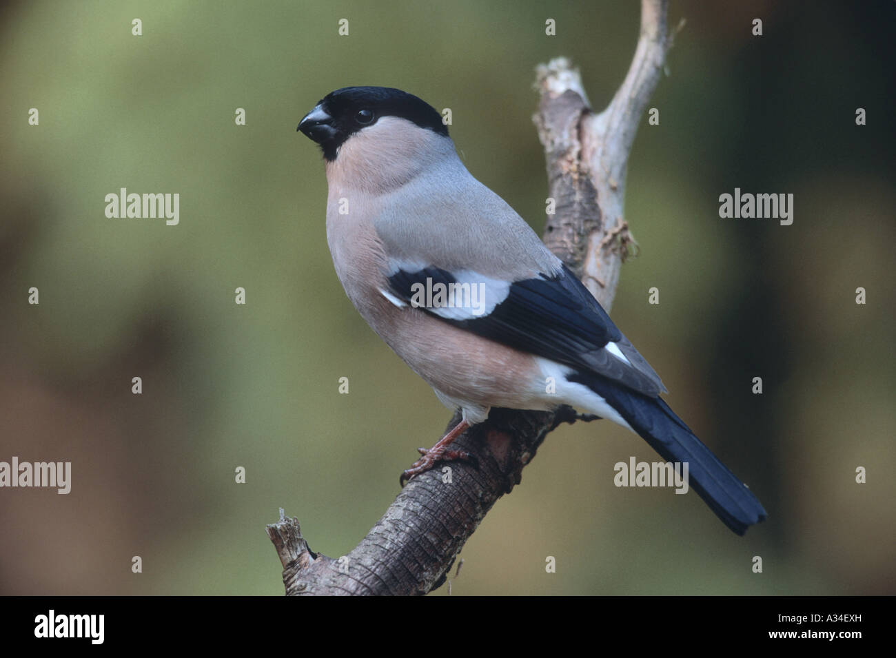 bullfinch, Eurasian bullfinch, northern bullfinch (Pyrrhula pyrrhula ...