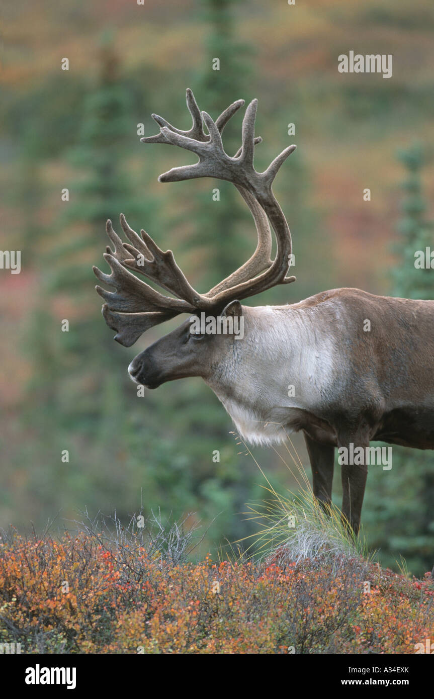 barren ground carribu, reindeer, American caribou (Rangifer tarandus ...