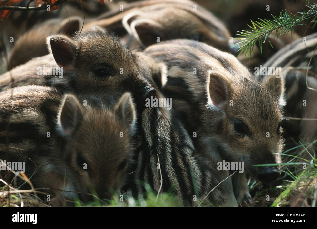 wild boar, pig (Sus scrofa), piglets, Germany Stock Photo - Alamy