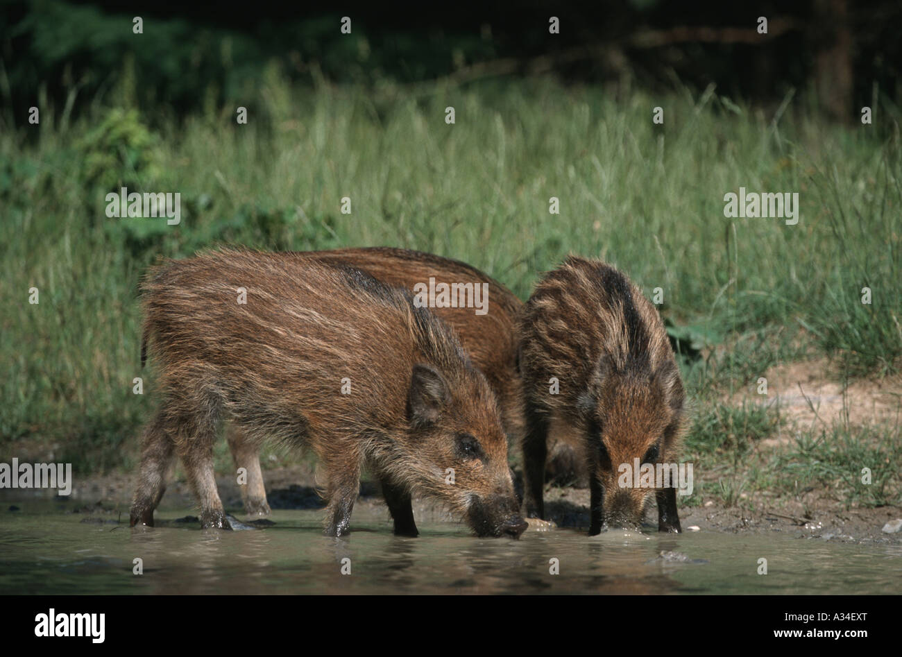 Piglet drinking water hi-res stock photography and images - Alamy