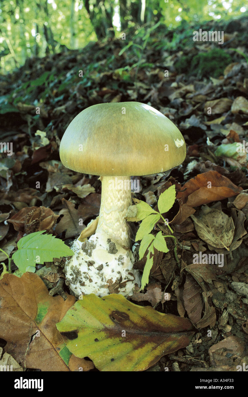 Death cap amanita phalloides uk hi-res stock photography and images - Alamy