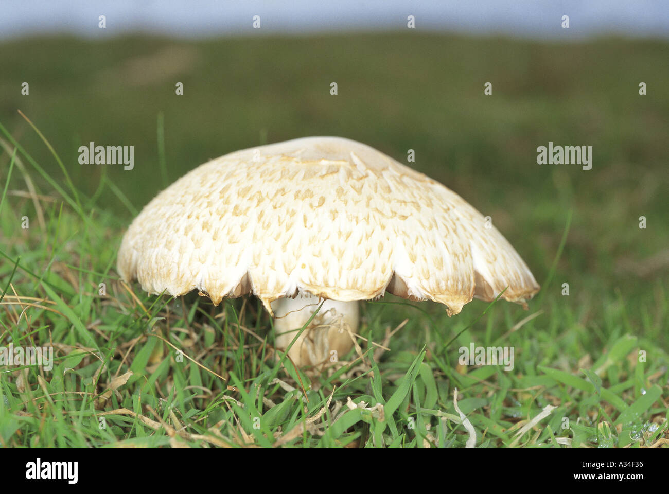 Agaricus campestris field mushroom uk hi-res stock photography and ...