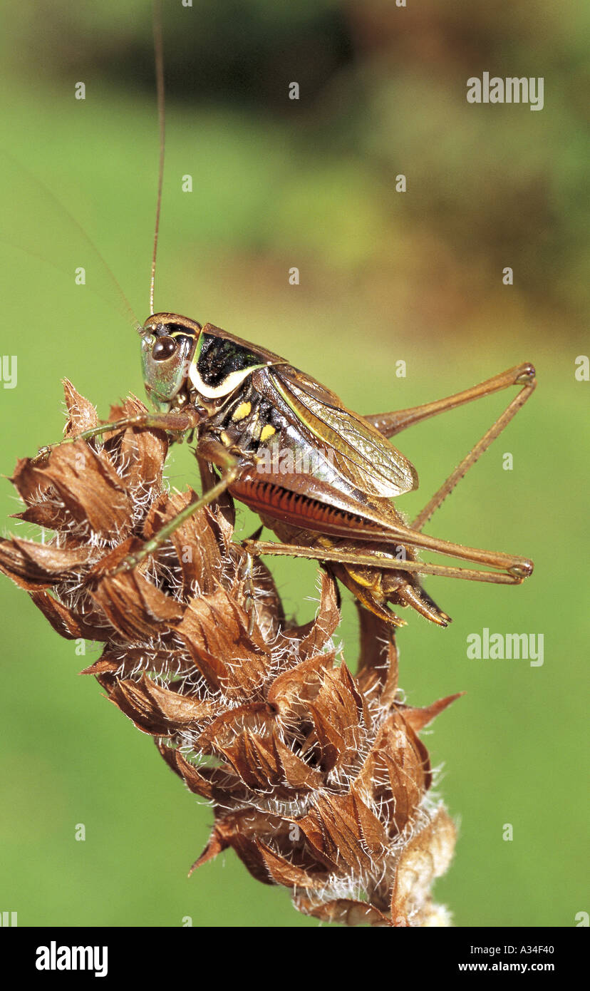 Roesel bush cricket hi-res stock photography and images - Alamy
