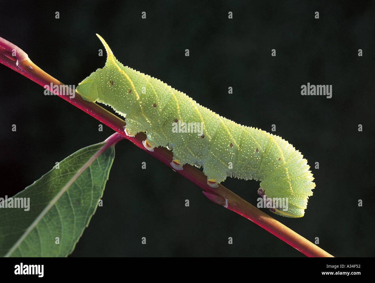 Hawk Moth Larva Stock Photo - Alamy