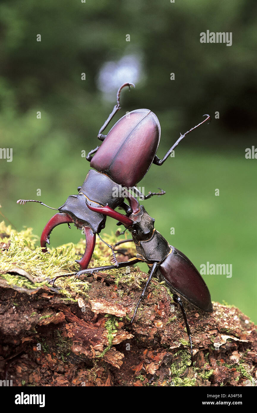 Stag beetles uk hi-res stock photography and images - Alamy