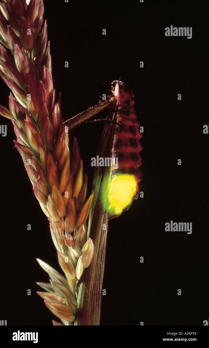 Glow worm uk hi-res stock photography and images - Alamy