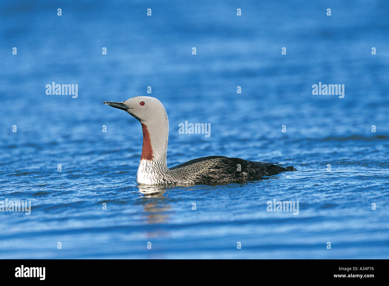 Red Throated Diver Stock Photo - Alamy