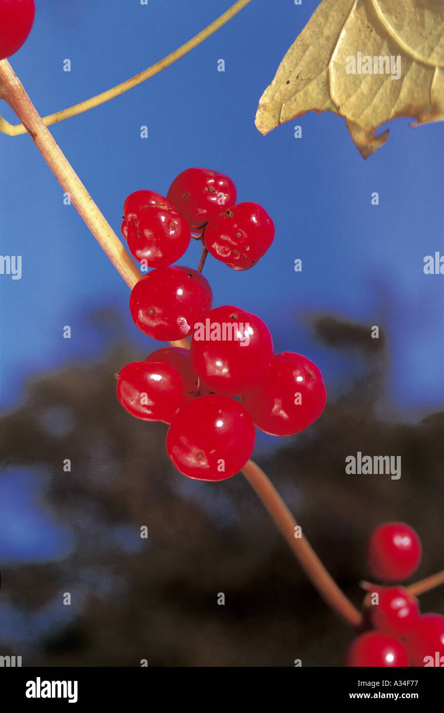 Black bryony berries uk hi-res stock photography and images - Alamy