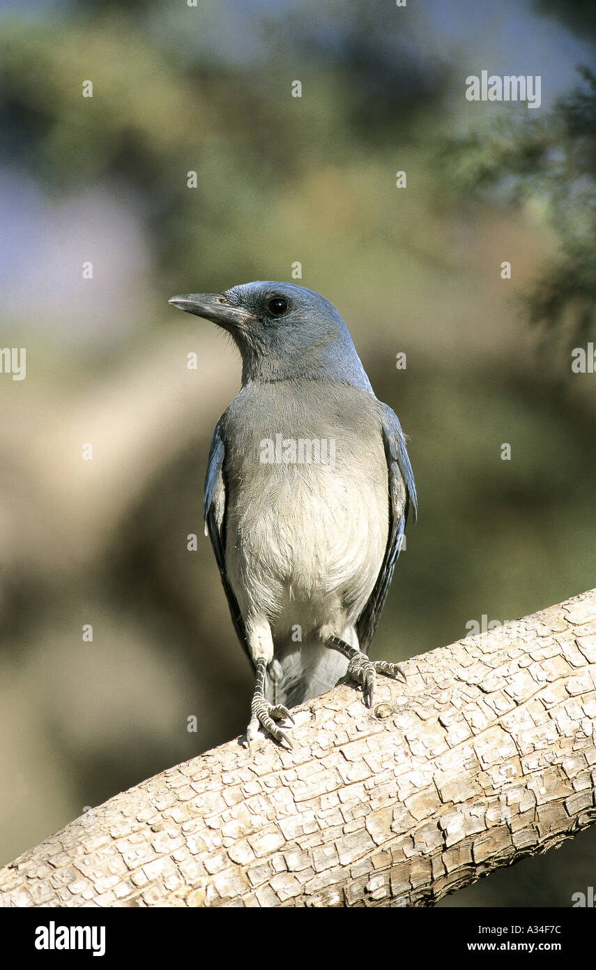 Gray Breasted Jay Stock Photo - Alamy