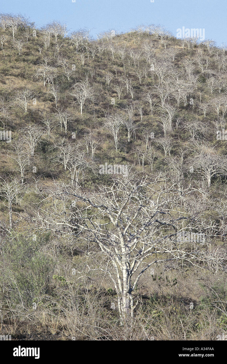 Palo santo trees hi-res stock photography and images - Alamy