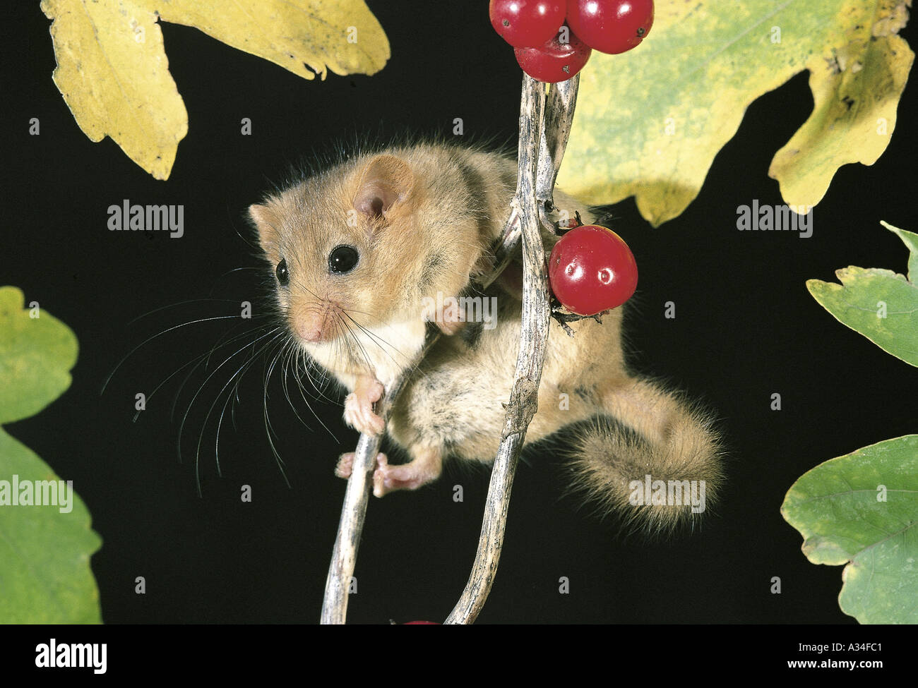 Doormouse hi-res stock photography and images - Alamy