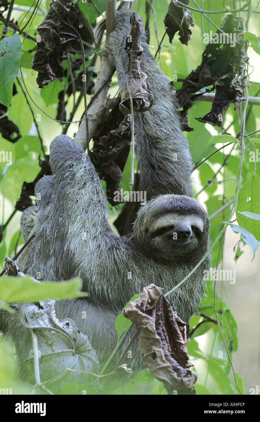 Three Toed Sloth Stock Photo - Alamy